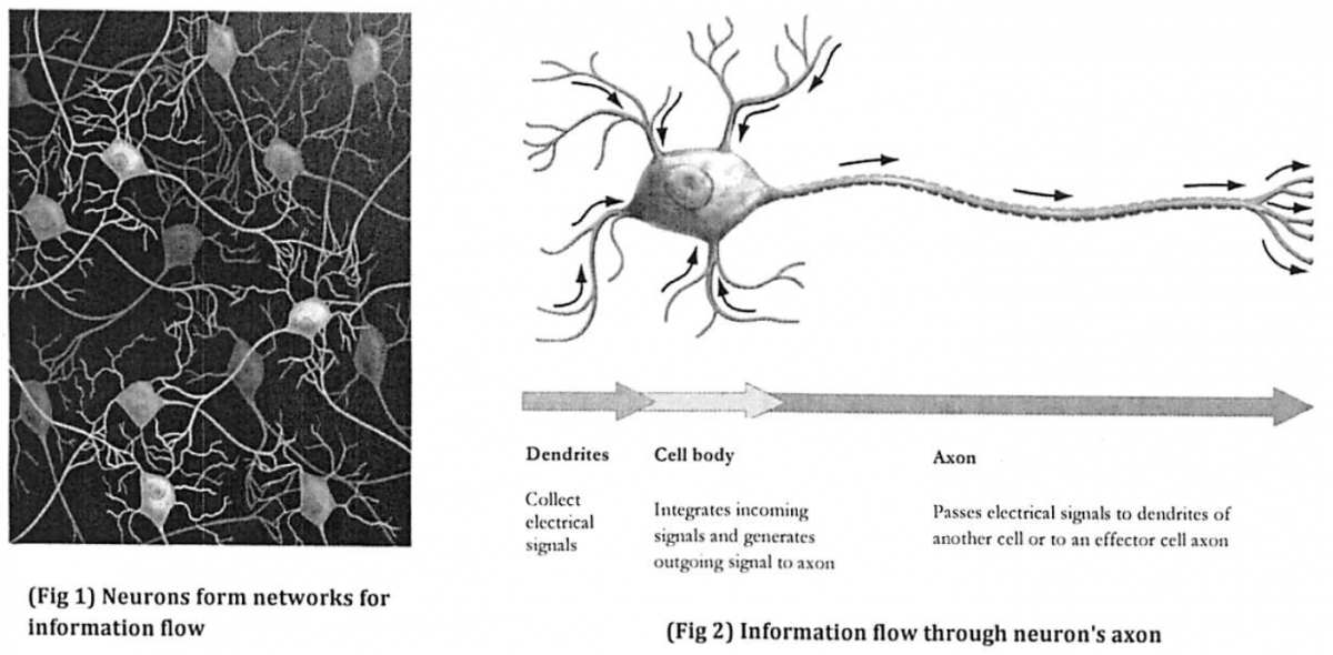 Lab 8b: Nerve Transmission – Intro Physics for Living Systems